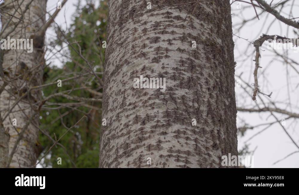 Big trunk aspen tree in Stock Videos & Footage - HD and 4K Video Clips ...