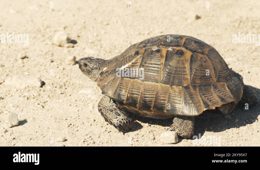 Slow motion old land tortoise walks on dry soil pebbles, quickly moving ...