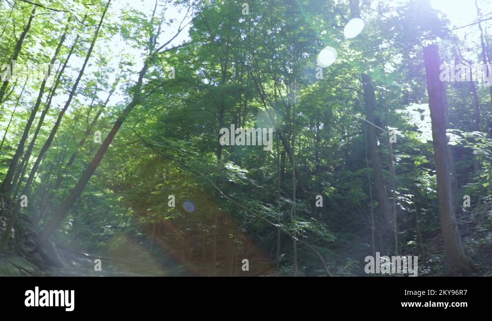 Panoramic forest with lens flares and light leaks beaming through the ...