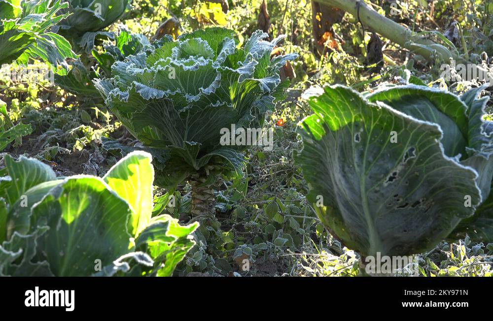 Ornamental vegetable bed Stock Videos & Footage - HD and 4K Video Clips ...