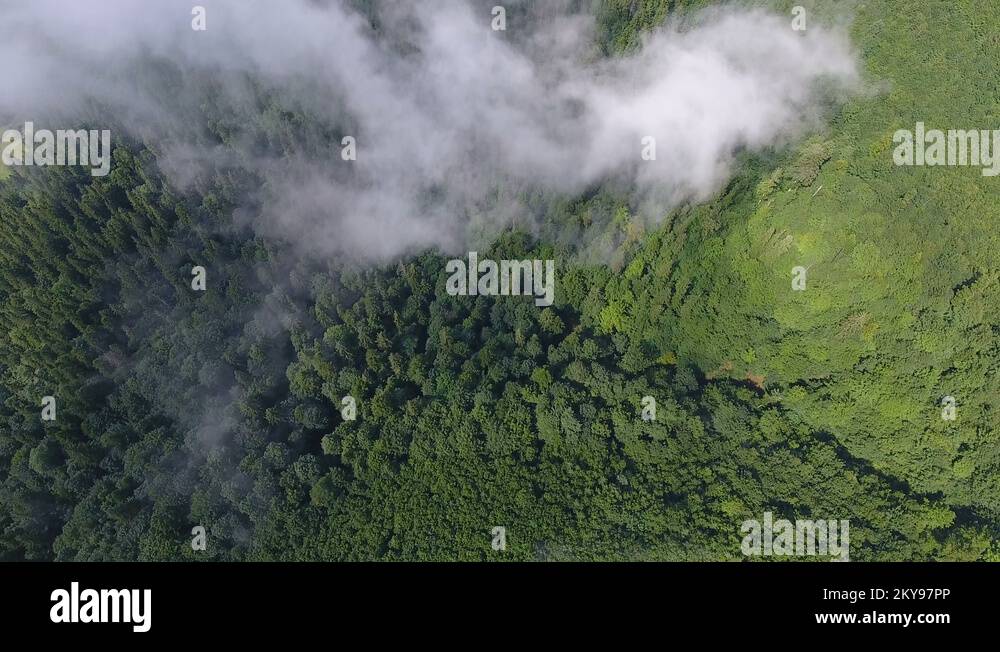 Giant forest plateau Stock Videos & Footage - HD and 4K Video Clips - Alamy