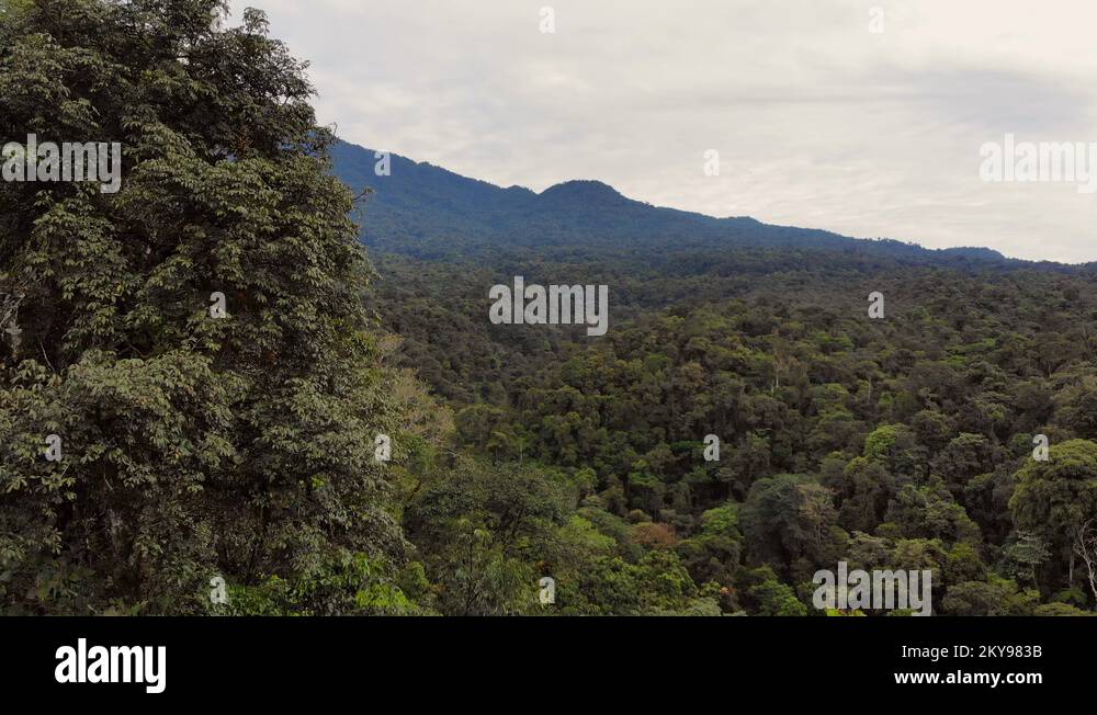 Tree rising above rainforest canopy Stock Videos & Footage - HD and 4K ...