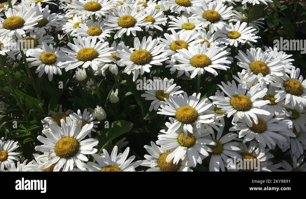 White leucanthemum Stock Videos & Footage - HD and 4K Video Clips - Alamy