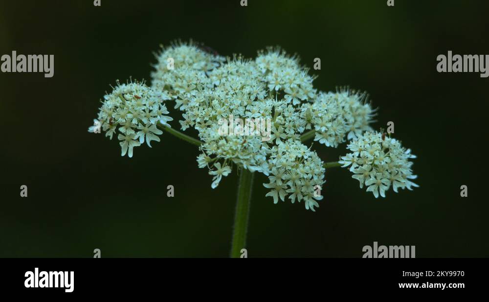 Cluster of insects Stock Videos & Footage - HD and 4K Video Clips - Alamy