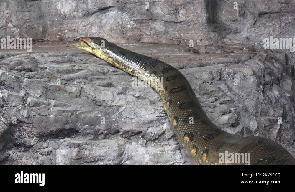 Green anaconda (Eunectes murinus). Big anaconda Stock Video Footage - Alamy