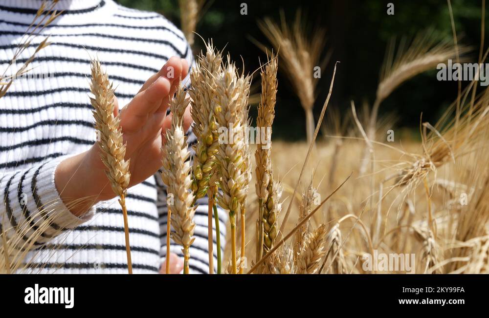 Girl child look check and inspects, and tenderly touches ripe wheat ears field Stock Video ...