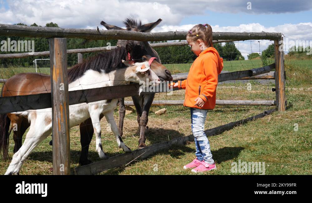 Child girl feeding animals with carrot in a contact zoo in campsite ...