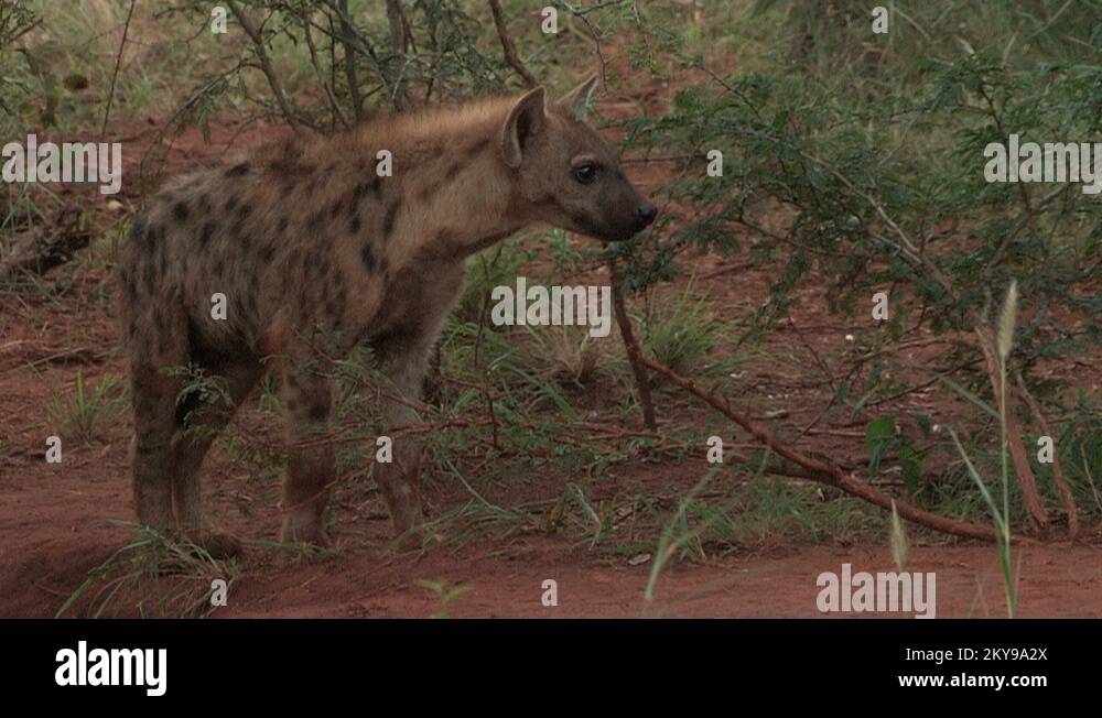 Hyena at den Stock Videos & Footage - HD and 4K Video Clips - Alamy