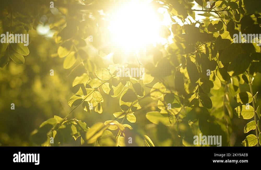 Genus acacia Stock Videos & Footage - HD and 4K Video Clips - Alamy