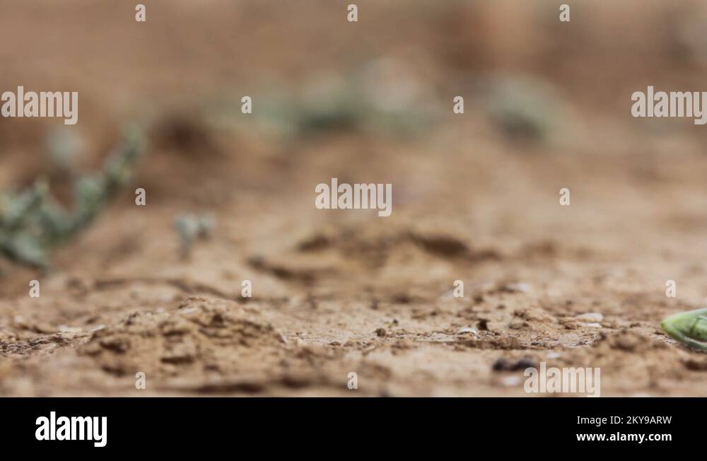 Nest side Stock Videos & Footage - HD and 4K Video Clips - Alamy