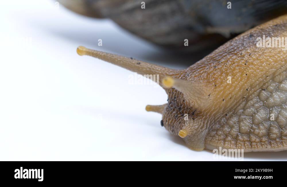 Macro Giant African Snail head side view on white Stock Video Footage ...
