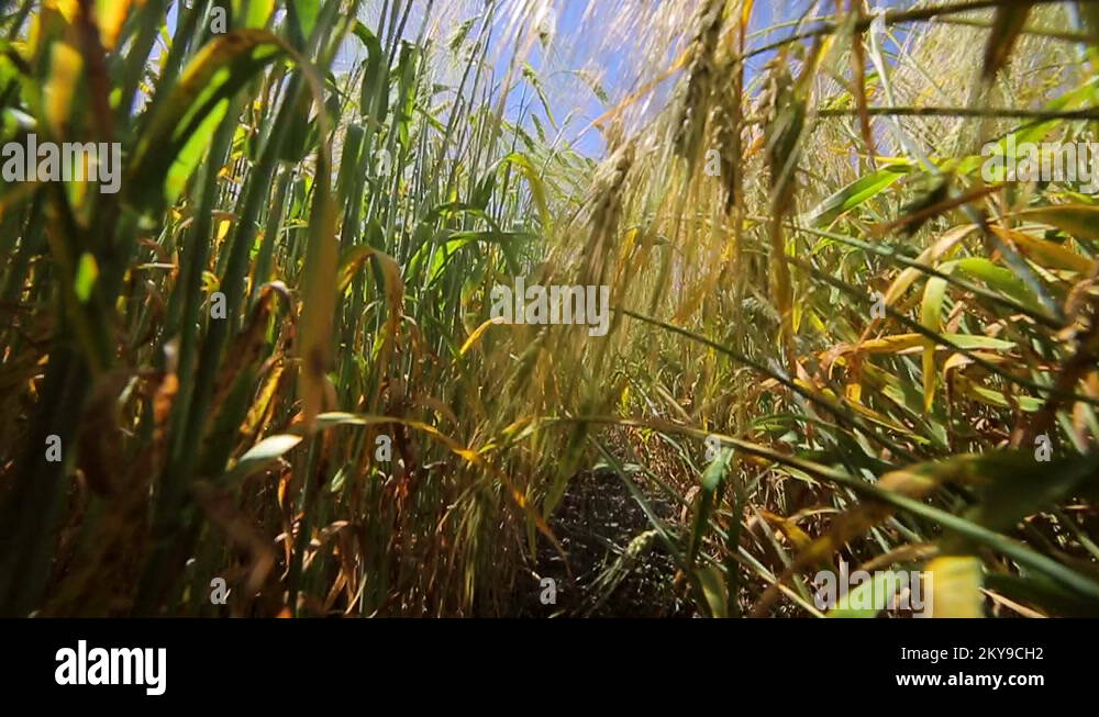 Wheat field, view from ground level. Roots and leaves of wheat and rye ...
