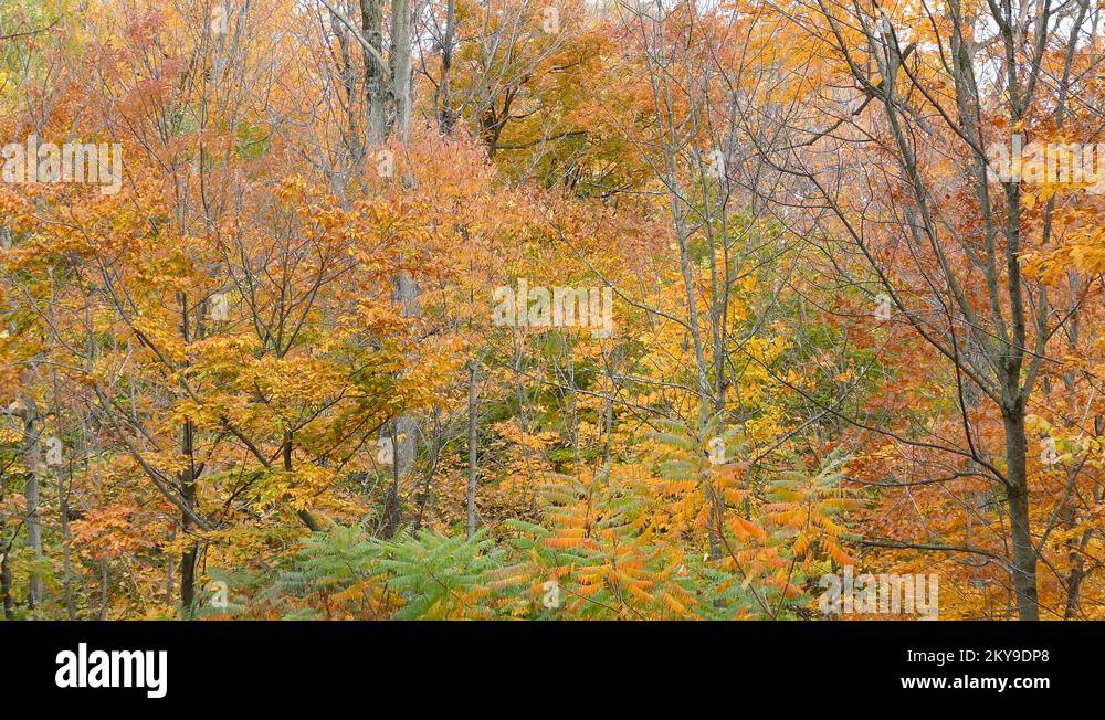 Pretty leaf color Stock Videos & Footage - HD and 4K Video Clips - Alamy