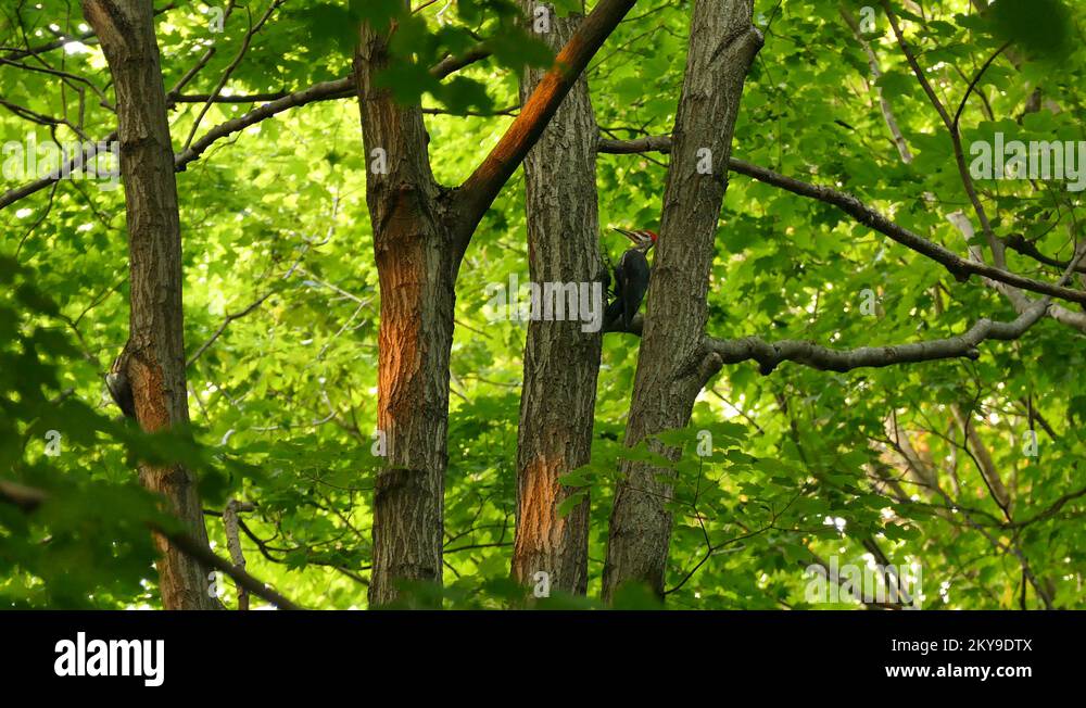 Woodpeckers of canada Stock Videos & Footage - HD and 4K Video Clips ...