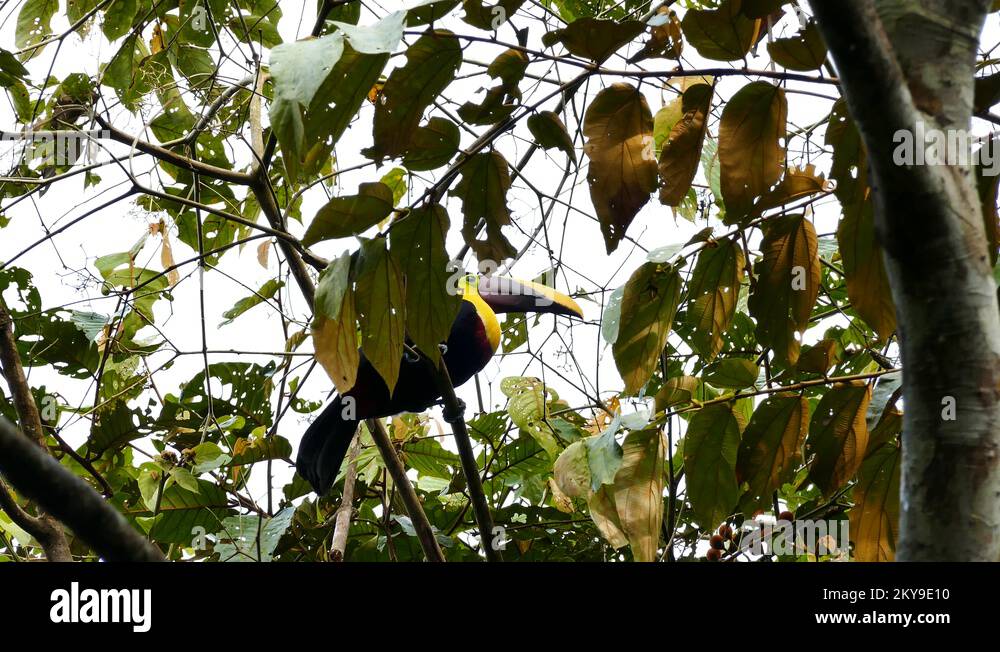 Flamboyant chestnut mandibled toucan hopping in tree Stock Video ...