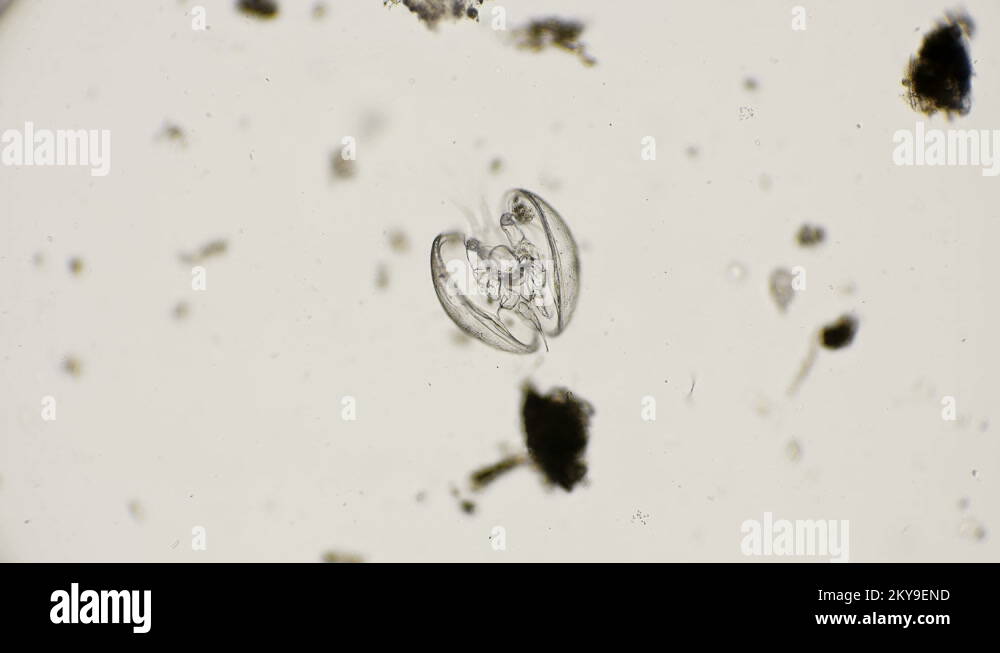 Internal shell Stock Videos & Footage - HD and 4K Video Clips - Alamy