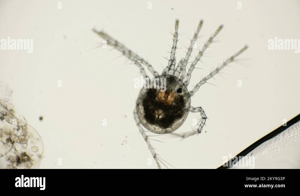 water mite moving legs under a microscope Stock Video Footage - Alamy