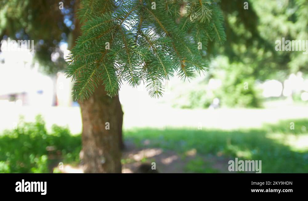 Gouache tree Stock Videos & Footage - HD and 4K Video Clips - Alamy