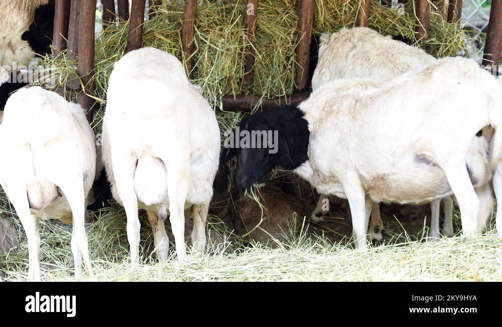 Somali goat Stock Videos & Footage - HD and 4K Video Clips - Alamy