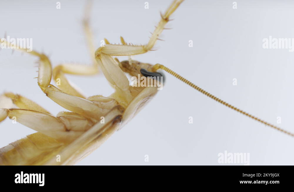 Cockroaches insects fast running on white background Stock Video ...