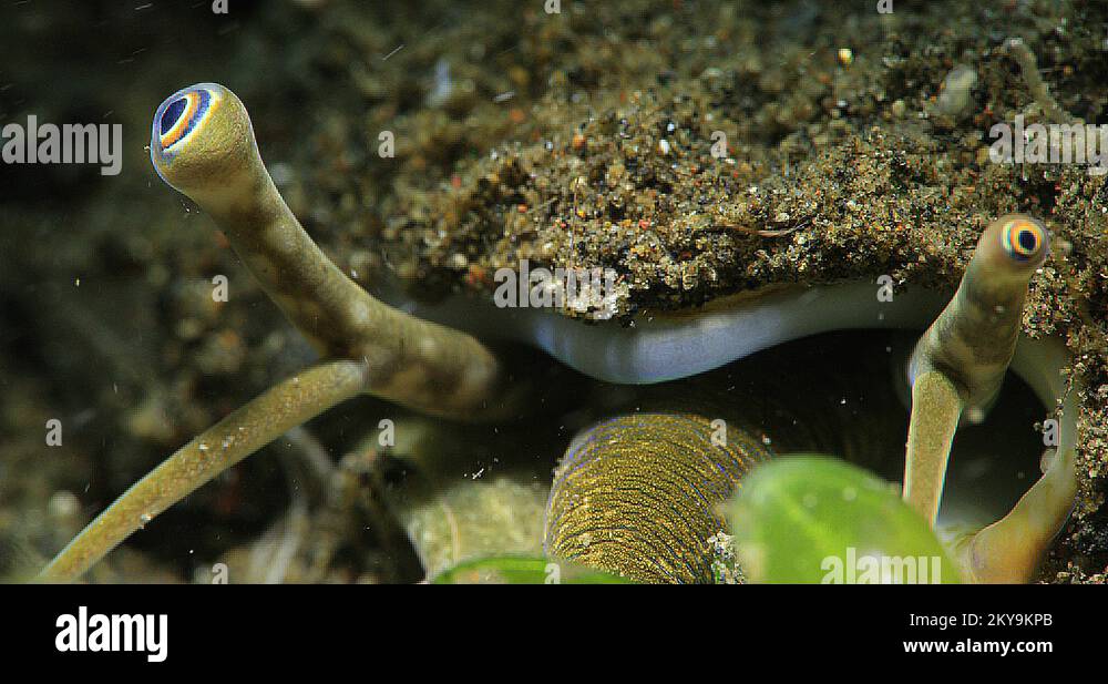 Conch eye Stock Videos & Footage - HD and 4K Video Clips - Alamy