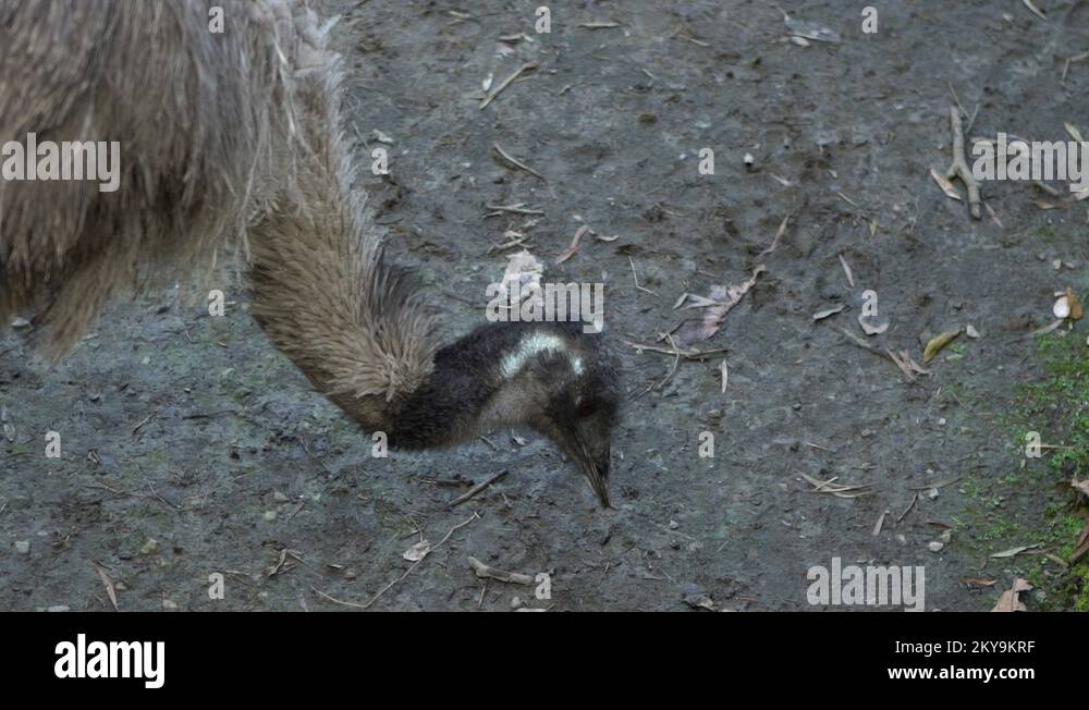 Slow Motion of Emu is eating insects. Dromaius novaehollandiae eat in a ...