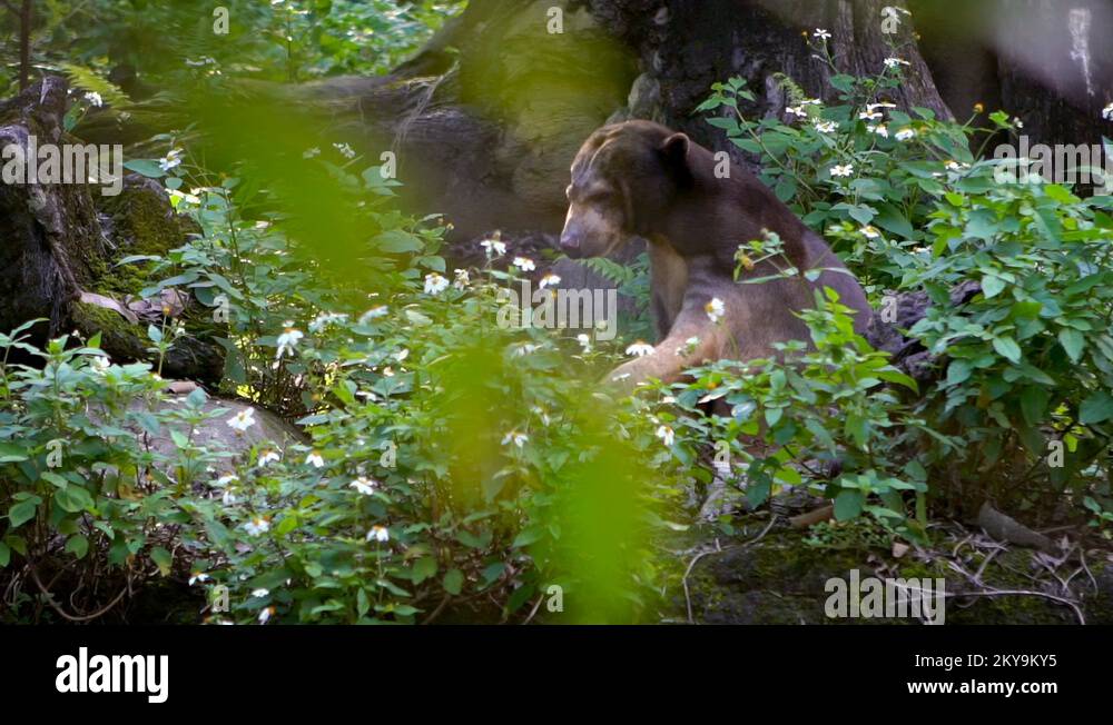 Sun Bear in forest between trees zoo. Asiatic Honey Bear in nature ...