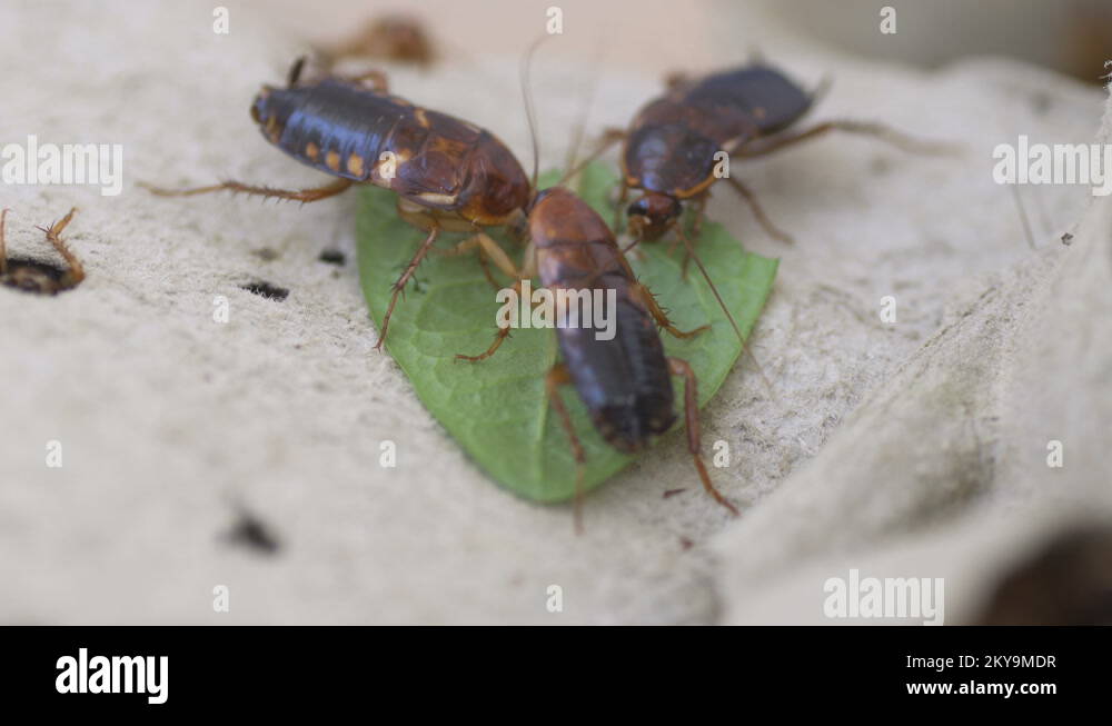 Cockroaches closeup Stock Videos & Footage - HD and 4K Video Clips - Alamy