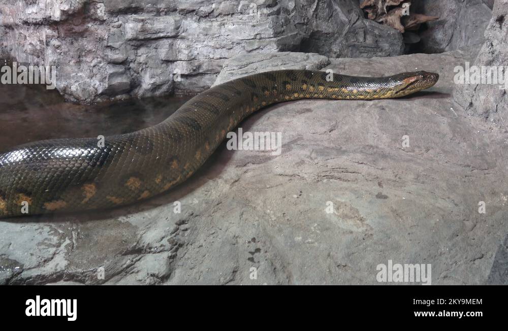 Green anaconda (Eunectes murinus). Big anaconda Stock Video Footage - Alamy