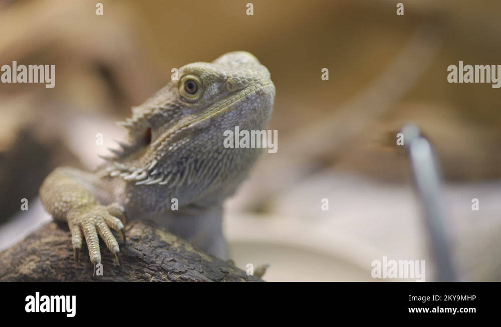 A Bearded Dragon with tongue out getting ready to eat a cockroach Stock ...