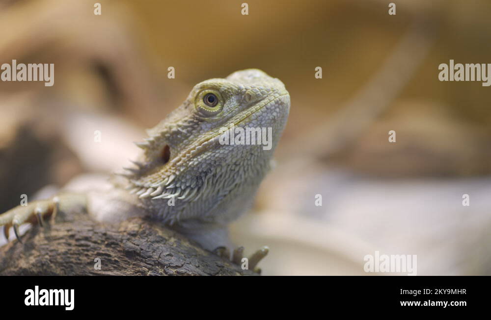 A Bearded Dragon with tongue out getting ready to eat a cockroach Stock ...
