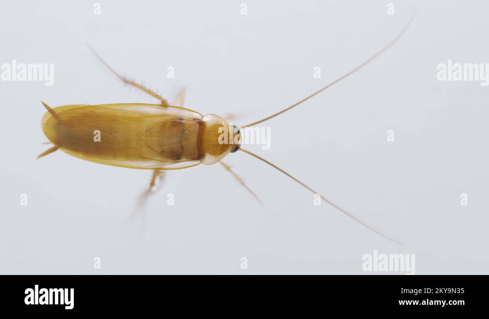 Cockroaches insects fast running on white background Stock Video ...