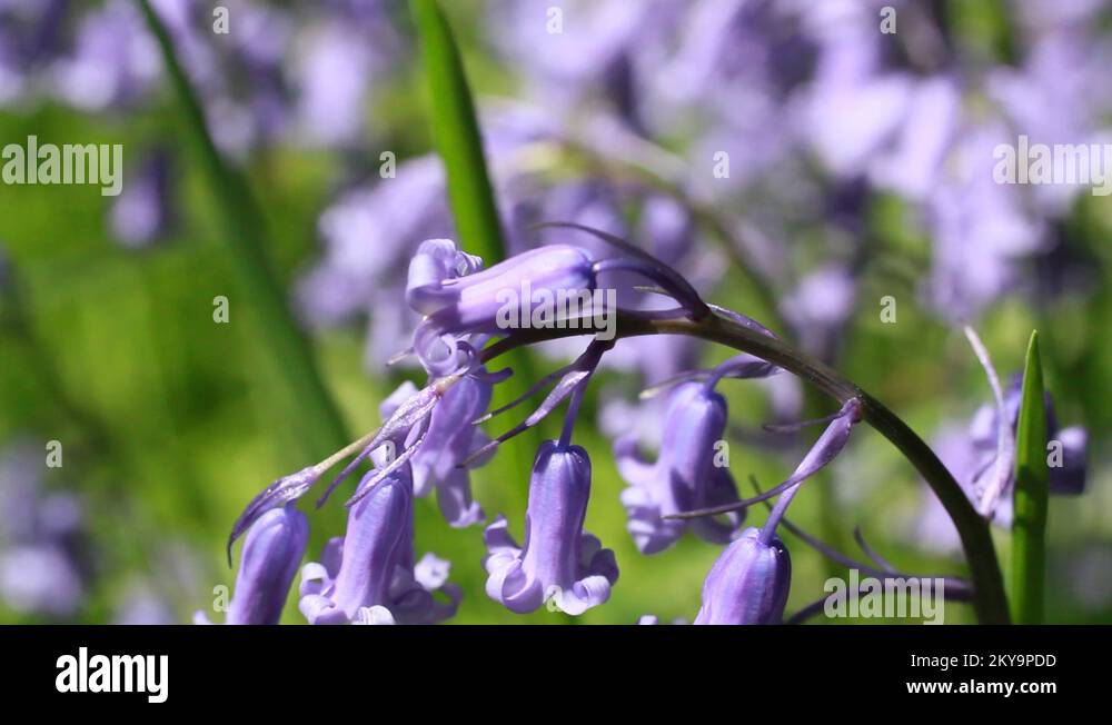 Bluebell of scotland Stock Videos & Footage - HD and 4K Video Clips - Alamy