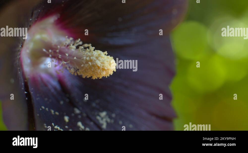 Hollyhock bud Stock Videos & Footage - HD and 4K Video Clips - Alamy