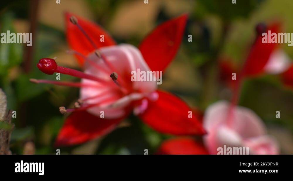 Butterfly anatomy Stock Videos & Footage - HD and 4K Video Clips - Alamy