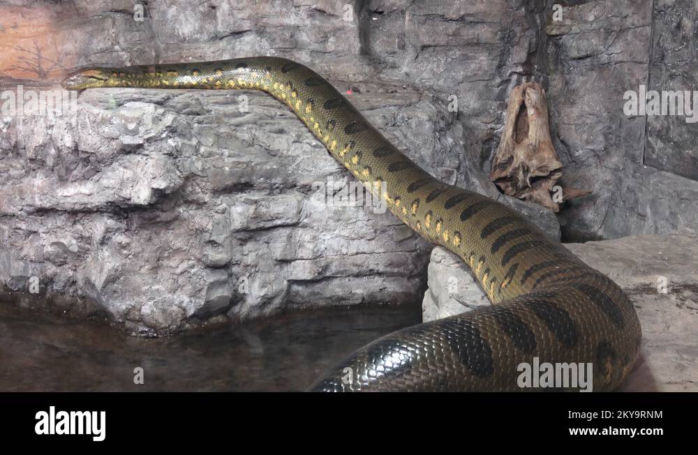 Green anaconda (Eunectes murinus). Big anaconda Stock Video Footage - Alamy