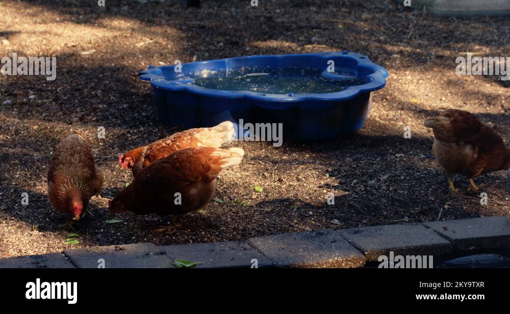 Chicken eating Stock Videos & Footage - HD and 4K Video Clips - Alamy