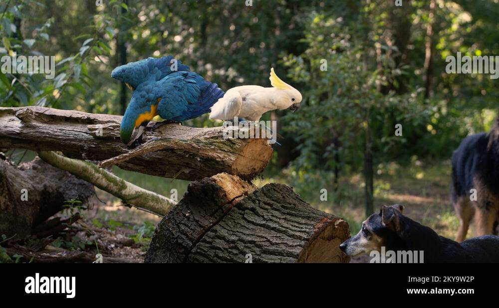 Parrot dogs Stock Videos & Footage - HD and 4K Video Clips - Alamy