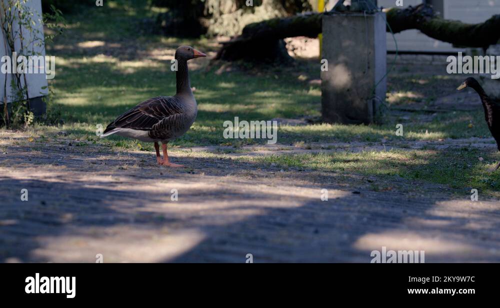 Black indian runner ducks Stock Videos & Footage - HD and 4K Video ...