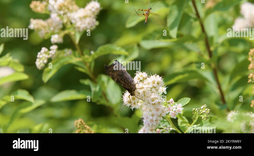 Funny sequence Stock Videos & Footage - HD and 4K Video Clips - Alamy