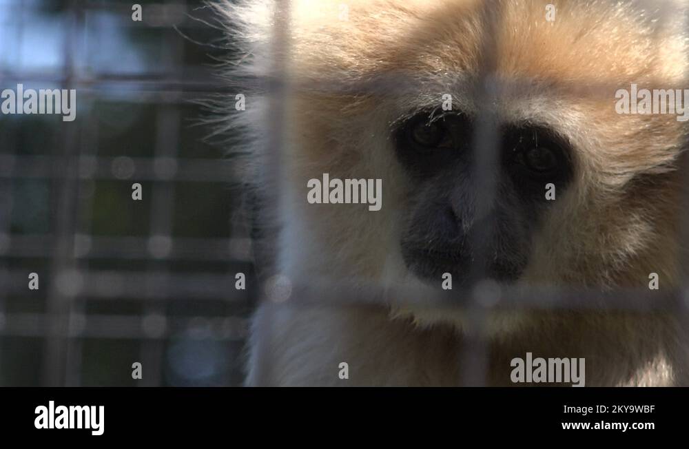 Zoo animal welfare Stock Videos & Footage - HD and 4K Video Clips - Alamy