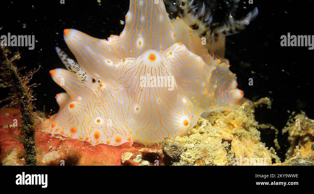 Nudibranch Sea Slug (Halgerda batangas) Underwater in Lembeh Strait ...