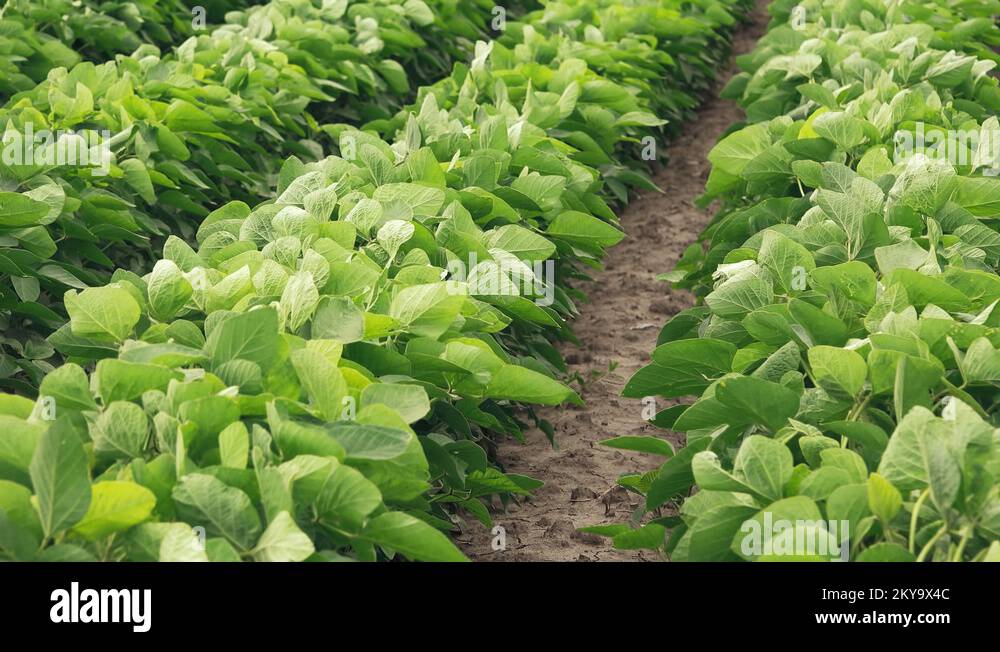 Soya bean crop Stock Video Footage - Alamy