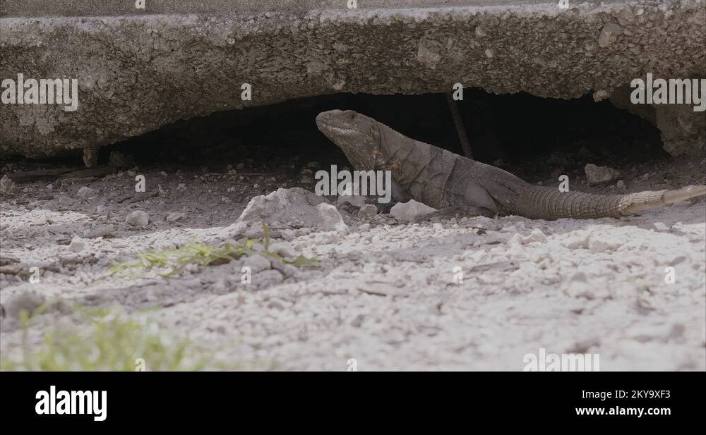 Lizard front face Stock Videos & Footage - HD and 4K Video Clips - Alamy
