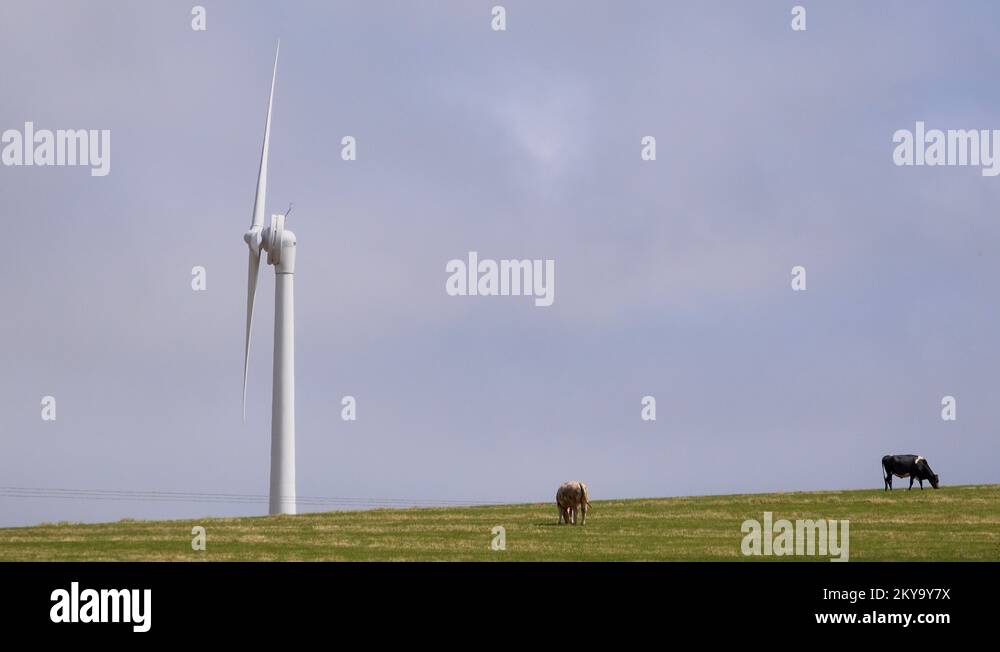 Cows and wind turbines Stock Videos & Footage - HD and 4K Video Clips ...