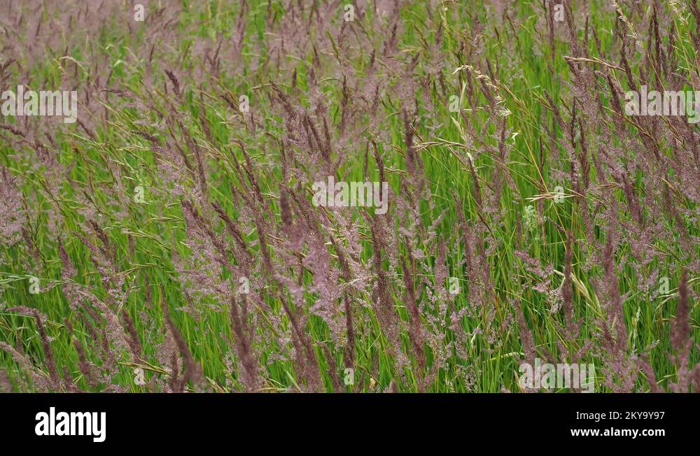 Flora grasses meadow grass Stock Videos & Footage - HD and 4K Video ...