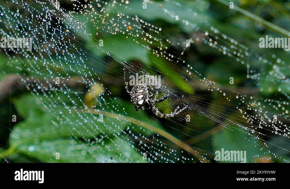 Rain spiders Stock Videos & Footage - HD and 4K Video Clips - Alamy