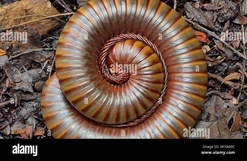 Curled millipede Stock Videos & Footage - HD and 4K Video Clips - Alamy