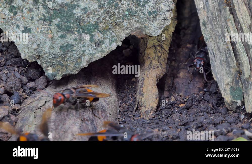 Ground hornet Stock Videos & Footage - HD and 4K Video Clips - Alamy