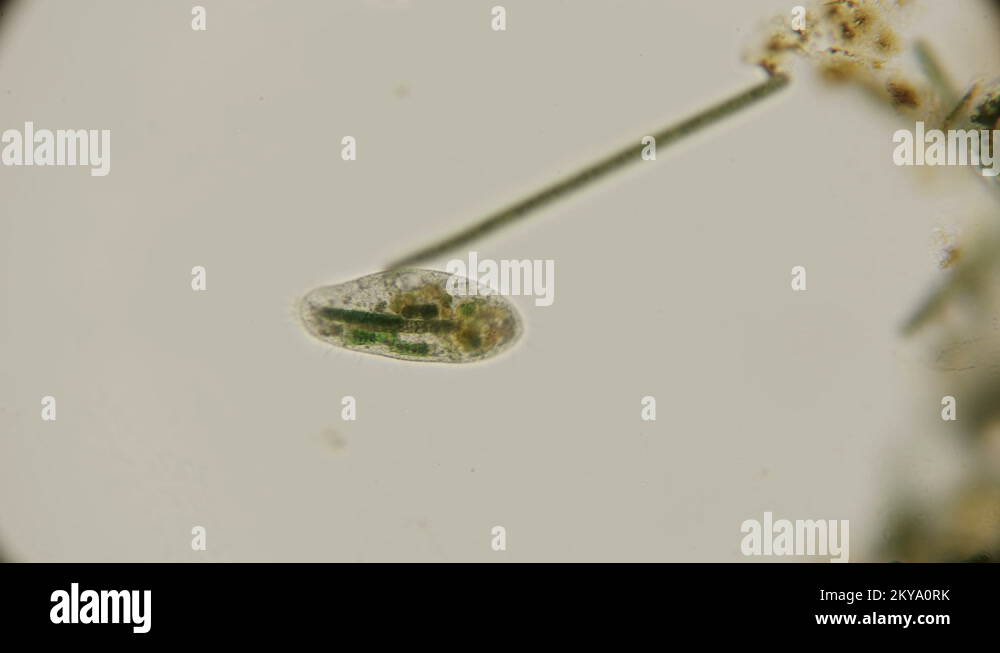 A ciliate protozoa Stock Videos & Footage - HD and 4K Video Clips - Alamy